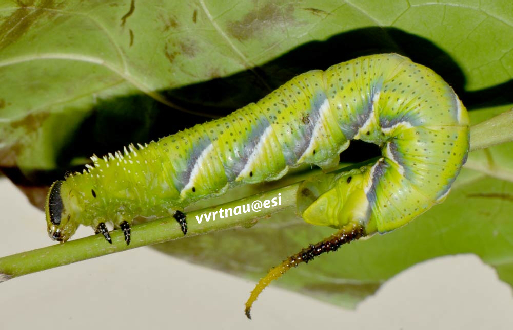 Entomological Society of India